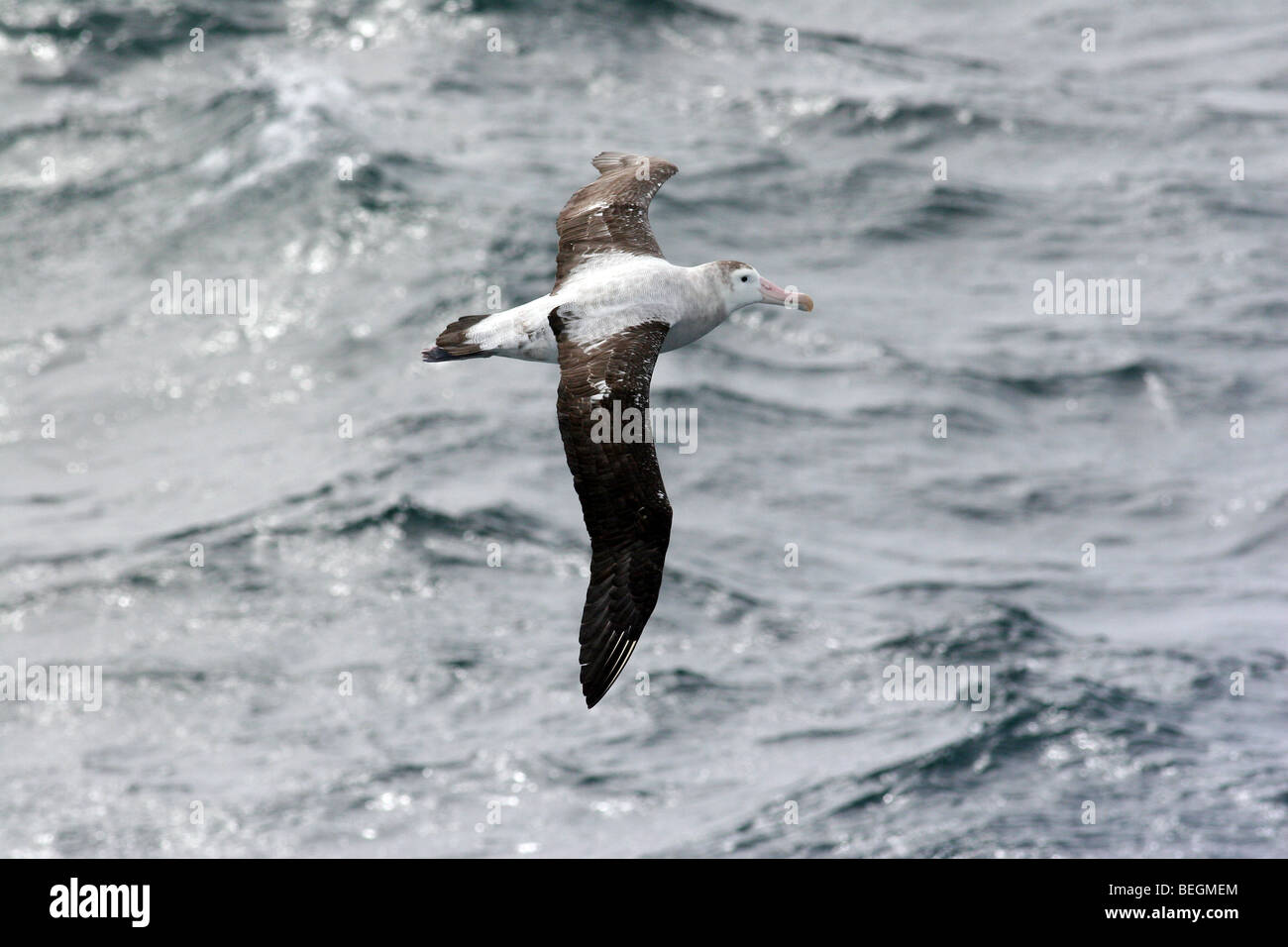 Juvenile wandering albatross, South Atlantic Ocean Stock Photo - Alamy