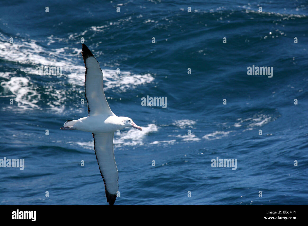 Adult wandering albatross, South Atlantic Ocean Stock Photo - Alamy