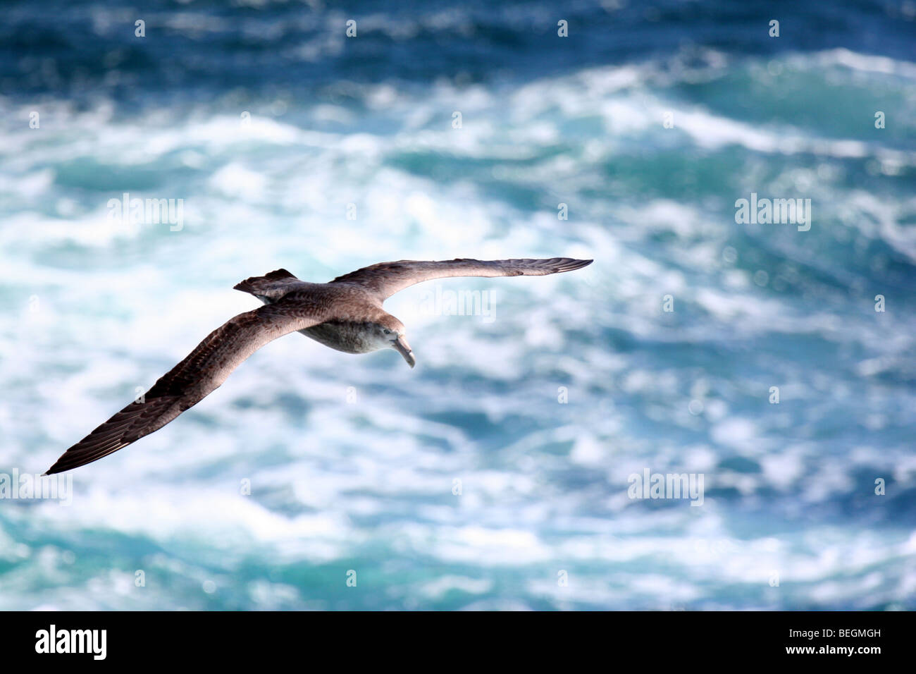 Juvenile Southern Giant Petrel, South Atlantic Ocean Stock Photo - Alamy
