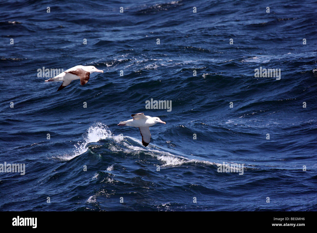 Flying adult wandering albatross hi-res stock photography and images ...