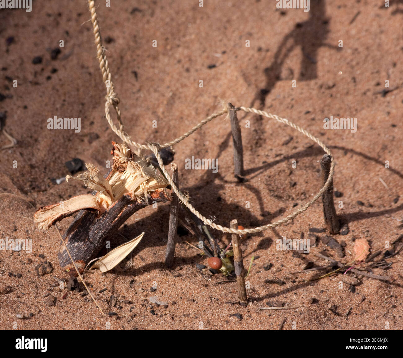 San Village. Setting a sprung lasso trap to catch 'lunch' Stock Photo ...