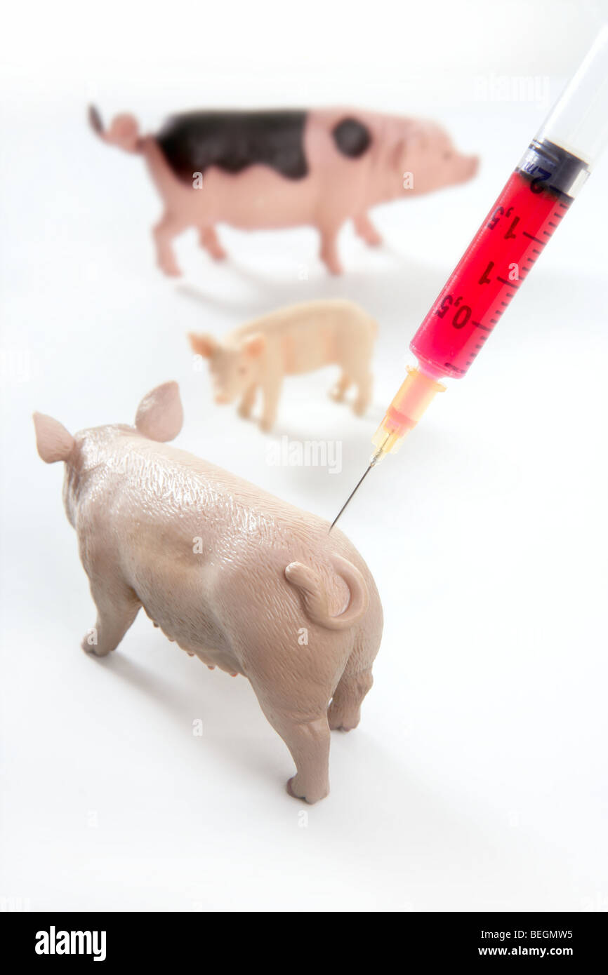 Swine flu A H1N1 vaccine metaphor with toy pigs Stock Photo - Alamy