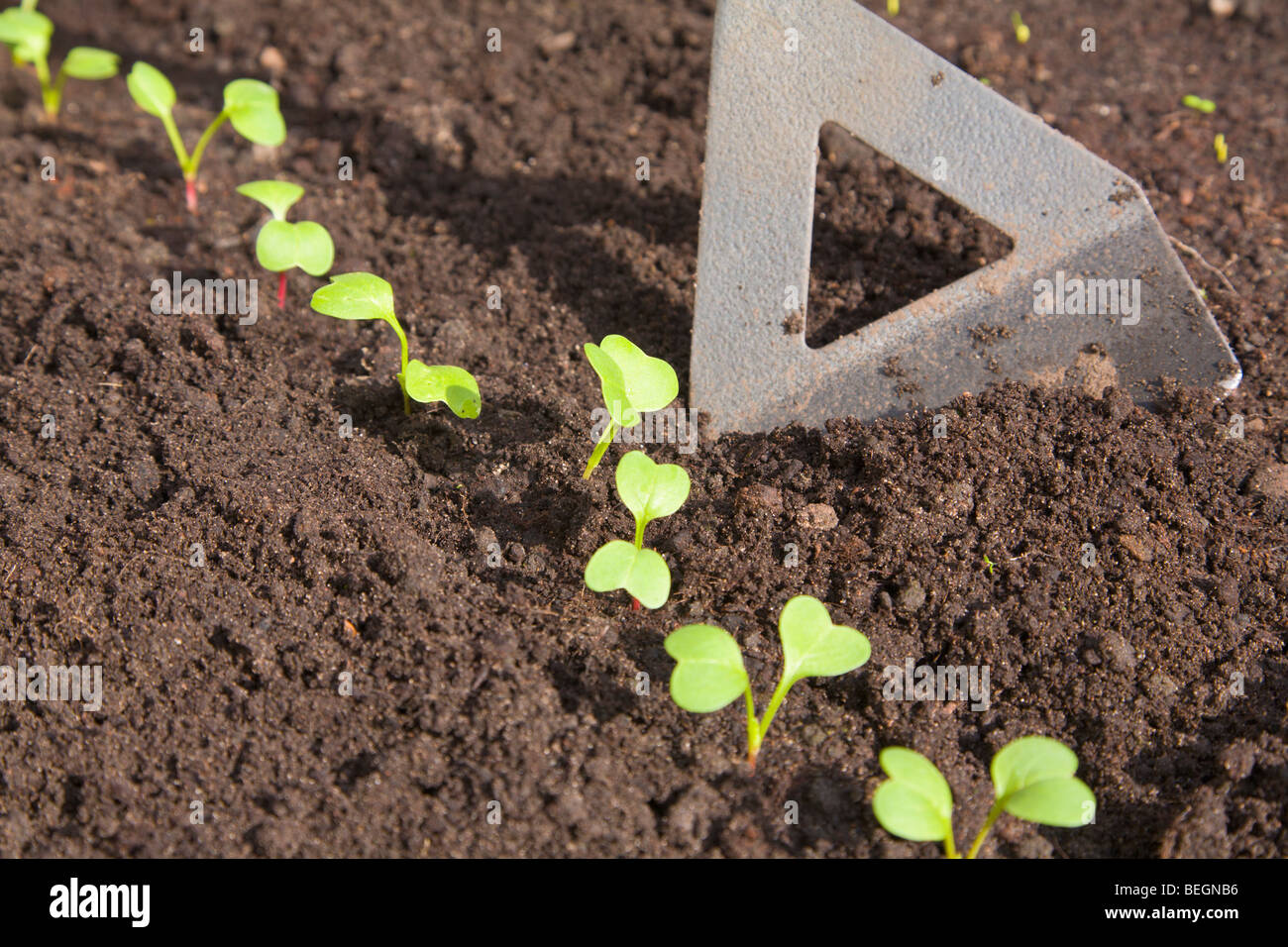 Hoeing hi-res stock photography and images - Alamy