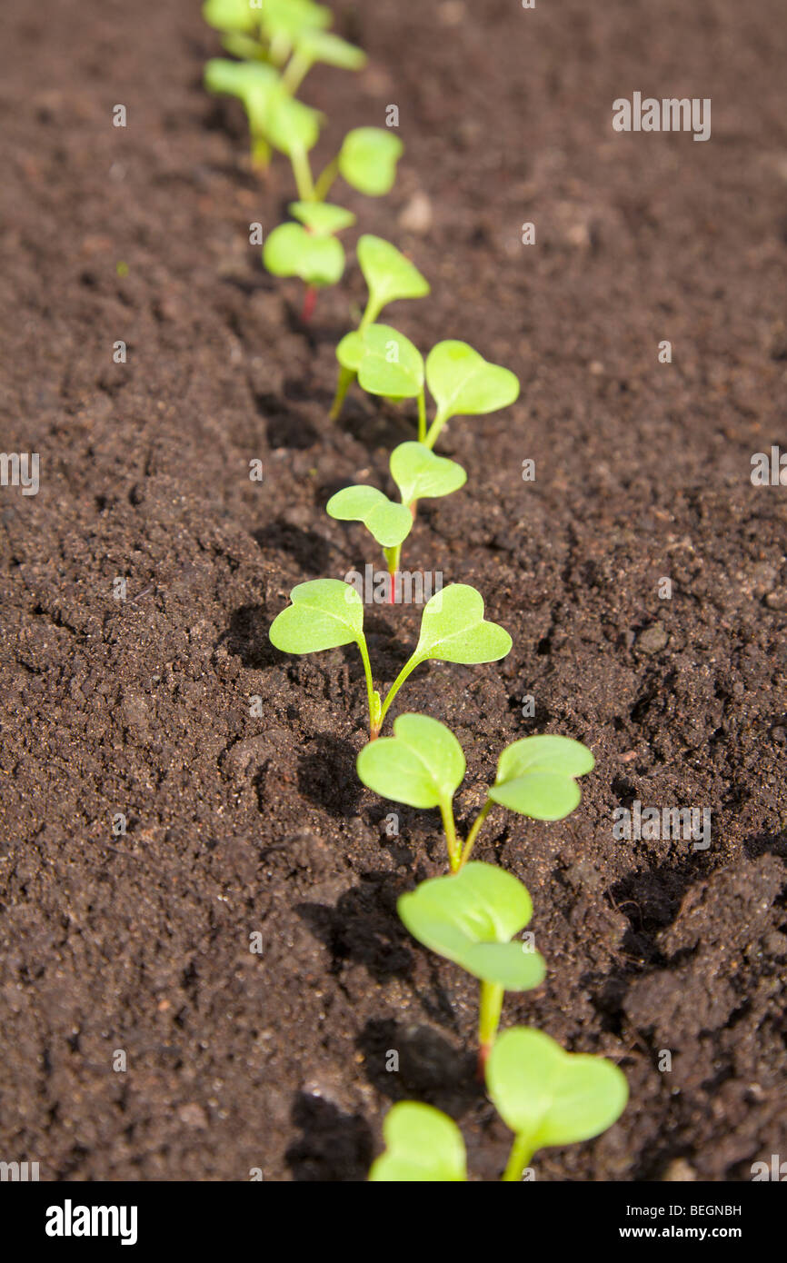 Row of radish seedlings Stock Photo - Alamy