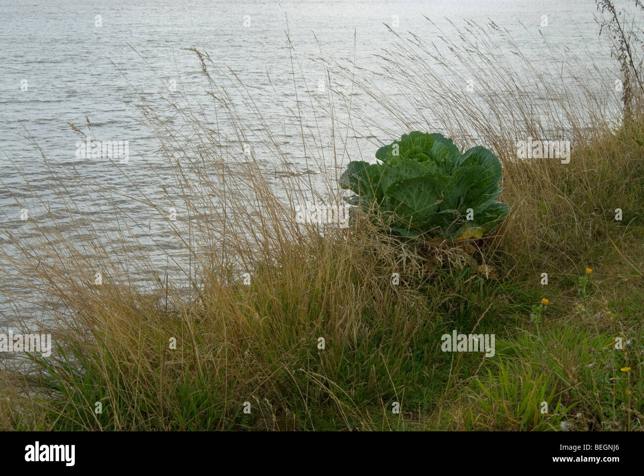 Coastal cabbage hi-res stock photography and images - Alamy