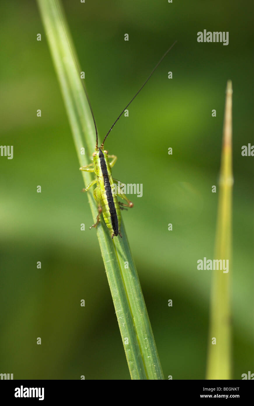 Short-Winged Cone head (Conocephalus dorsalis) nymph Stock Photo - Alamy