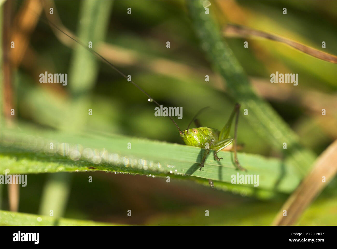 Long-Winged Cone Head (Conocephalus discolor) - bush cricket Stock ...