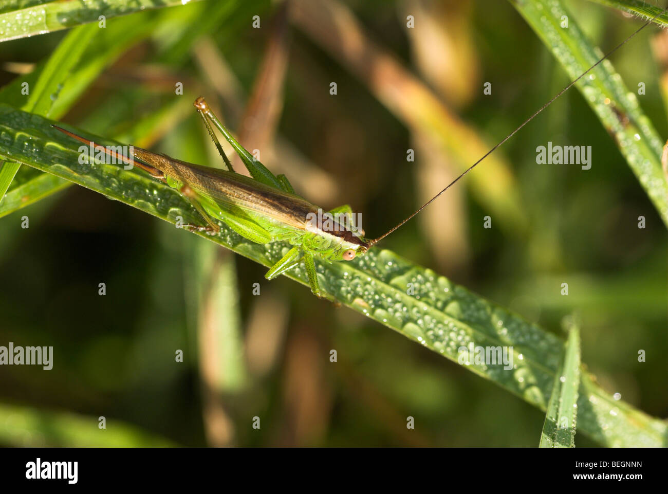 Long winged conehead cricket conocephalus discolor hi-res stock ...