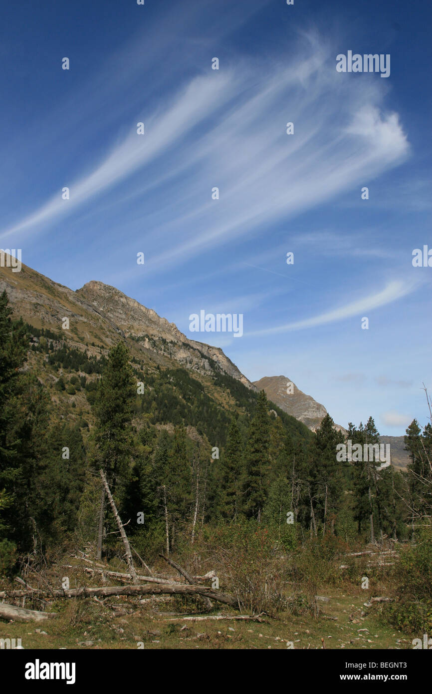 Pyrenees trees hi-res stock photography and images - Alamy
