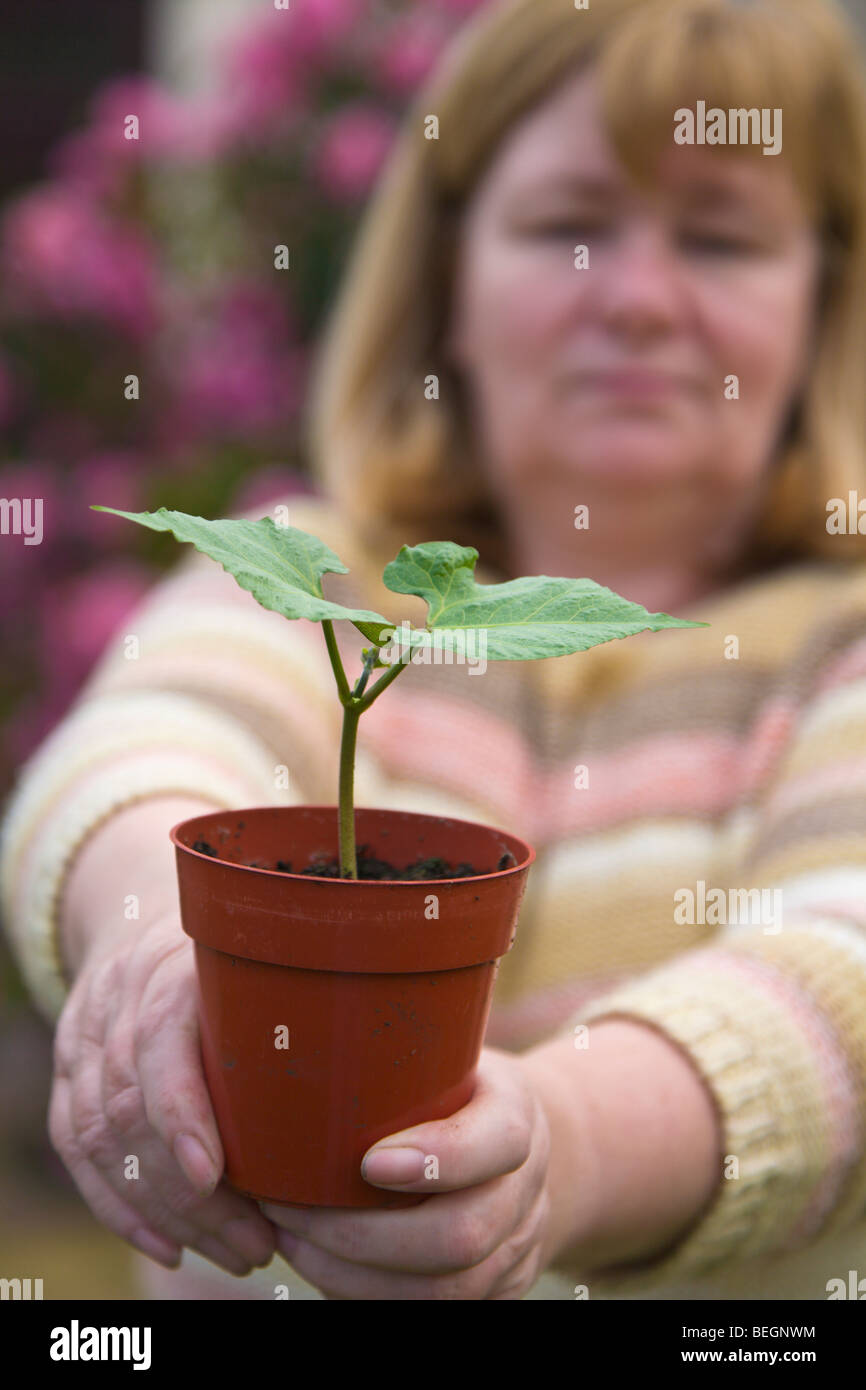 Beanseedling hi-res stock photography and images - Alamy