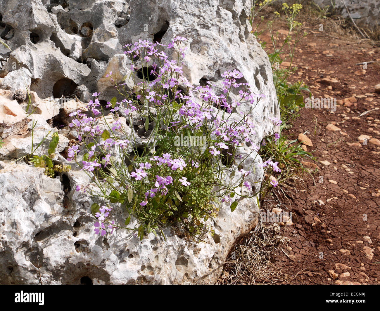 Israel, Silene conoidea Stock Photo - Alamy