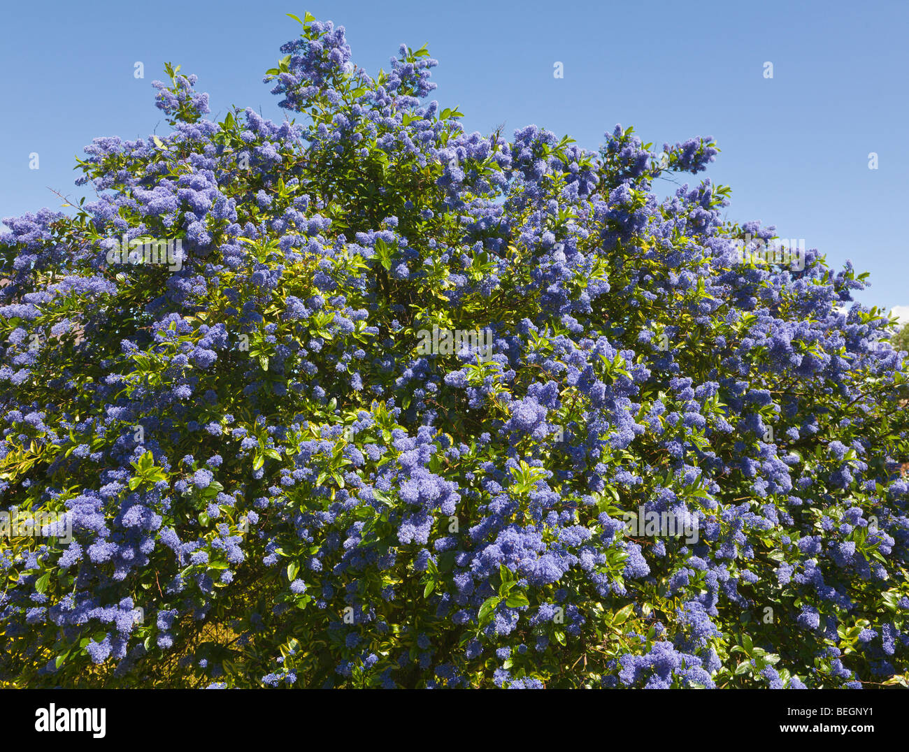 Ceanothus hi-res stock photography and images - Alamy