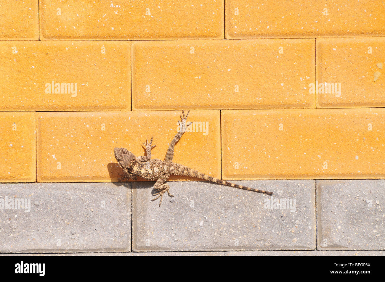Israel, Agama lizard on a wall Stock Photo - Alamy