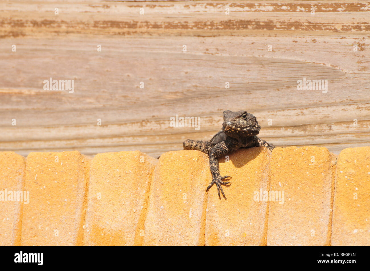 Israel, Agama lizard on a wall Stock Photo - Alamy