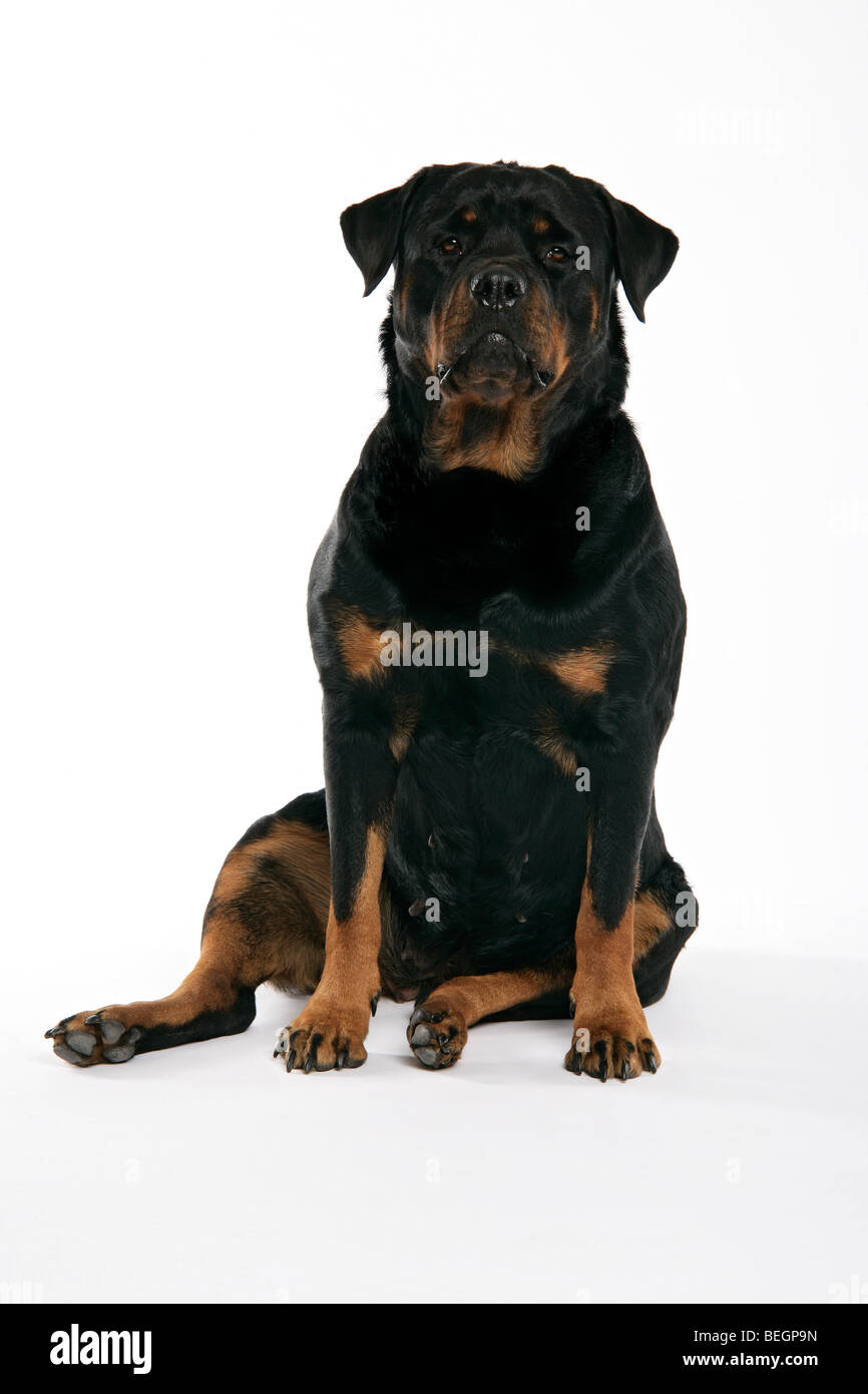 How Do You Train A Stubborn Rottweiler