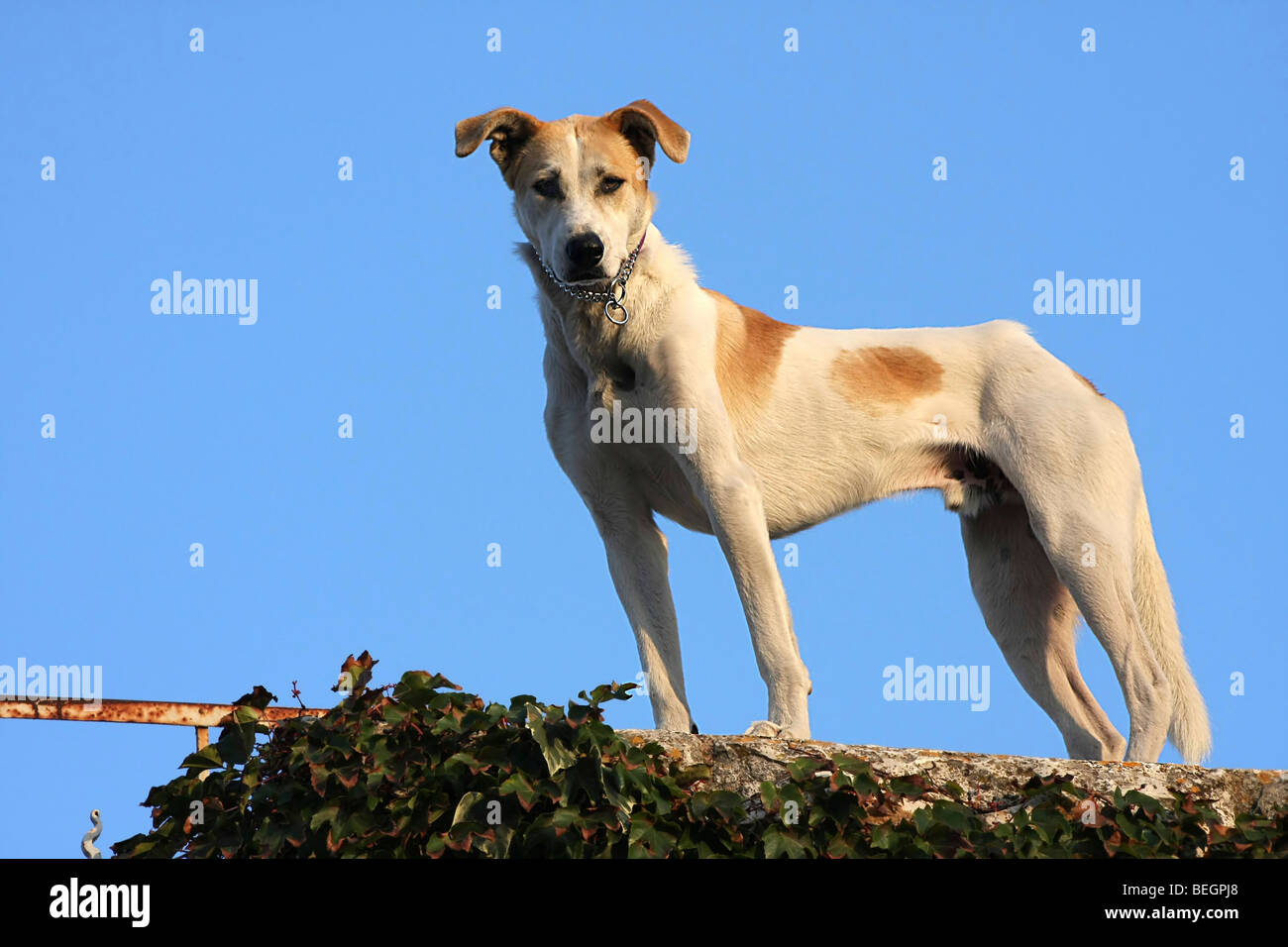 Low dog hi-res stock photography and images - Alamy