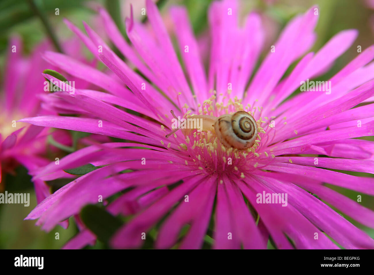 Pink Gerbera AKA African Daisy Stock Photo - Alamy
