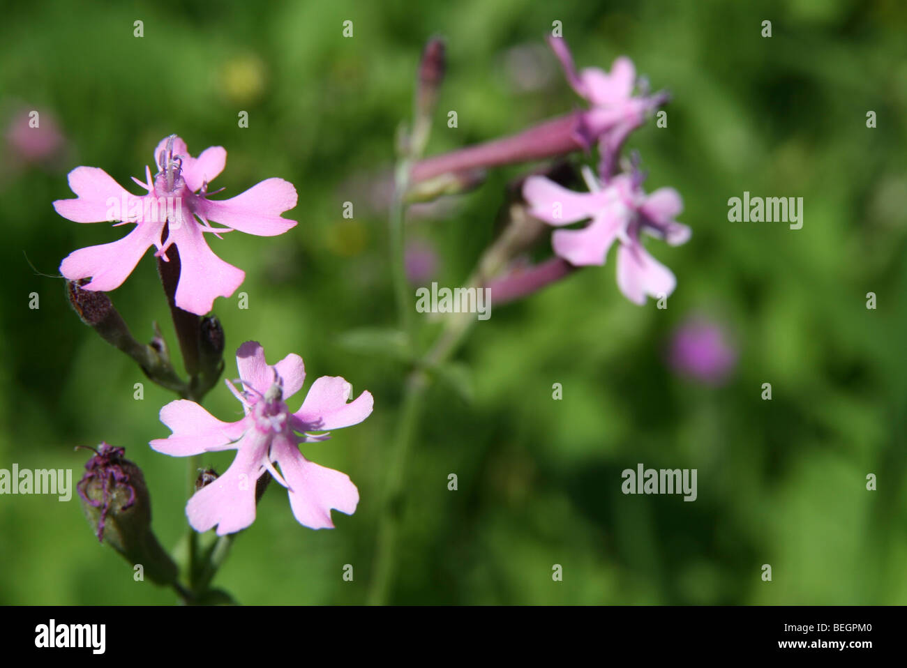 Silene conoidea hi-res stock photography and images - Alamy