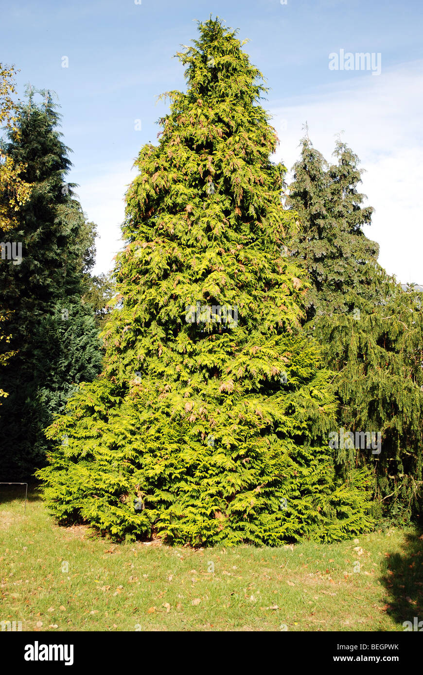 cypress evergreen tree, Kew Gardens Stock Photo - Alamy