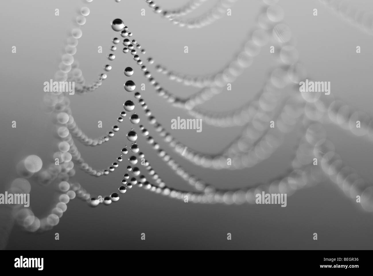 Separation - Dews on Spider Web Stock Photo - Alamy