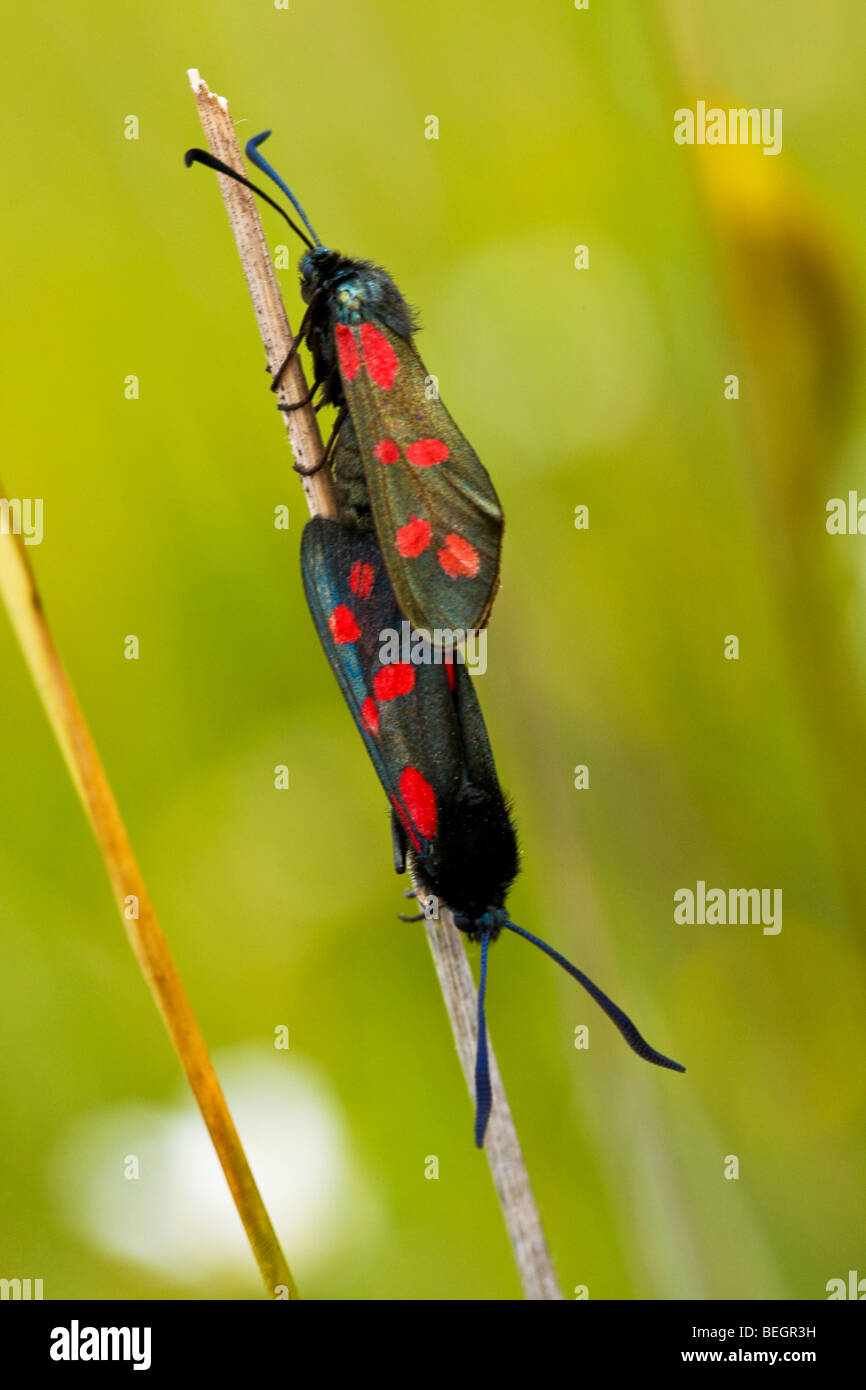Burnet Moth Cocoon High Resolution Stock Photography and Images - Alamy