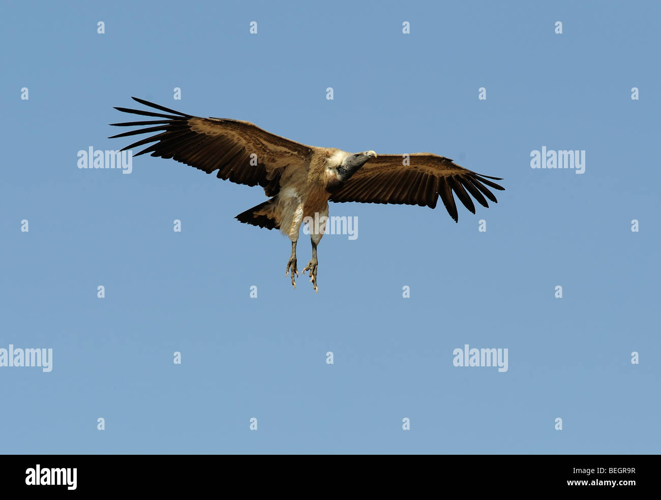 Indian Vulture,Gyps Indicus, Landing Stock Photo - Alamy
