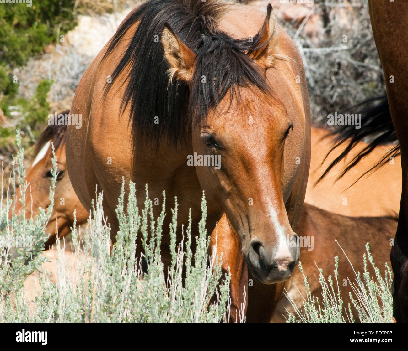 free roaming mustangs in the Pryor Mountain wild horse range in Wyoming ...