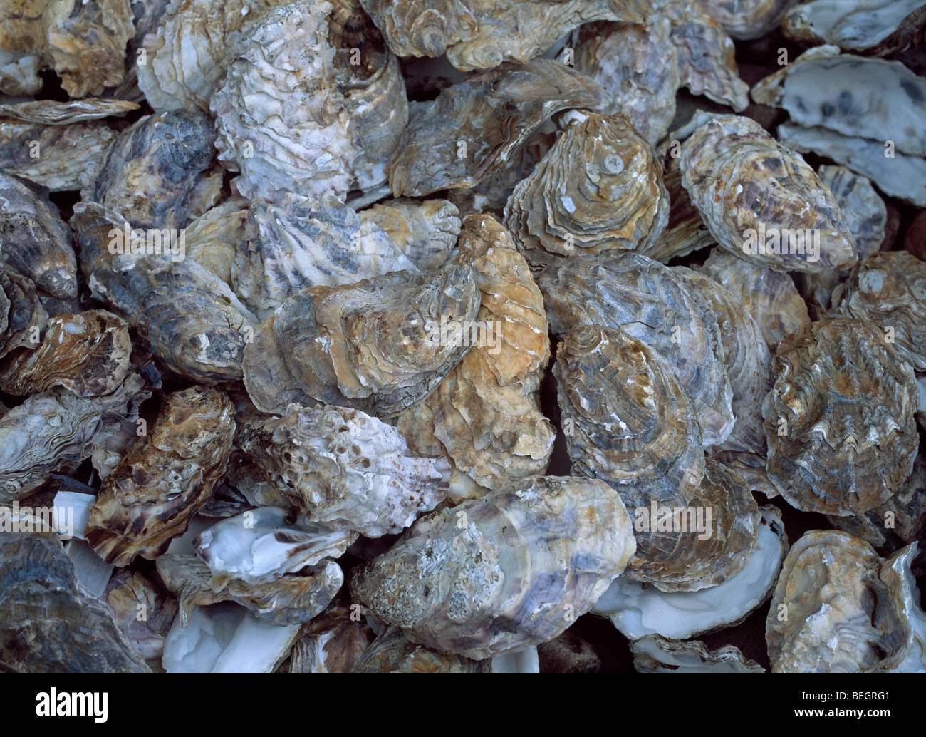 Shell mussel oyster clam hi-res stock photography and images - Alamy
