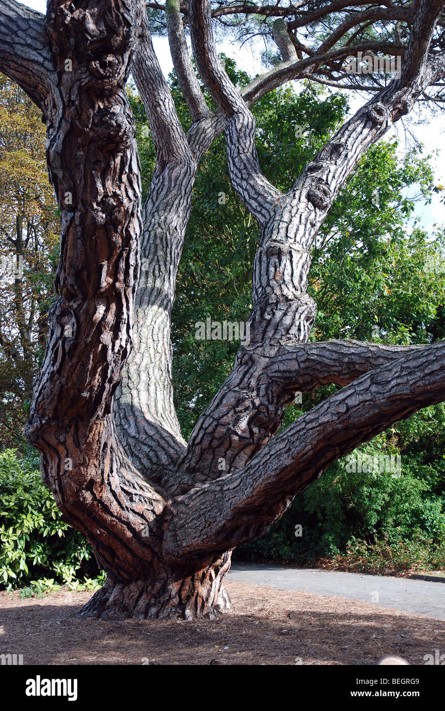 Stone pine (Pinus pinea) tree trunk Stock Photo - Alamy