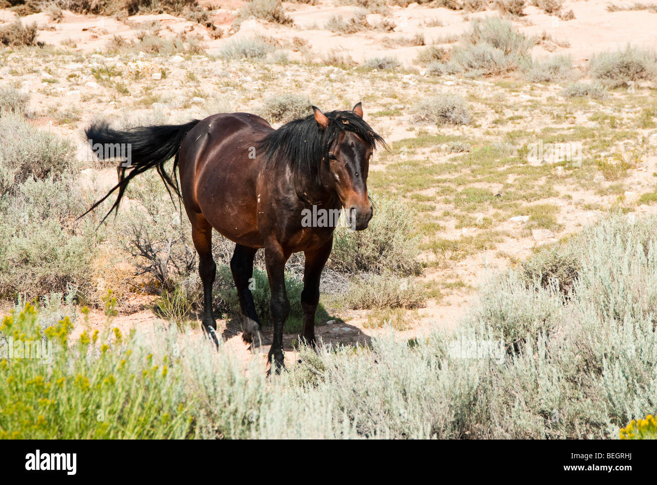 free roaming mustang stallion in the Pryor Mountain wild horse range in ...
