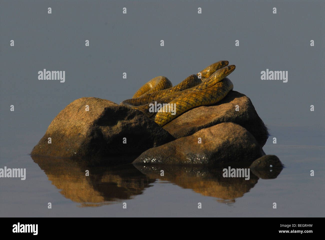 Checkered Keelback Snakes Basking Stock Photo - Alamy