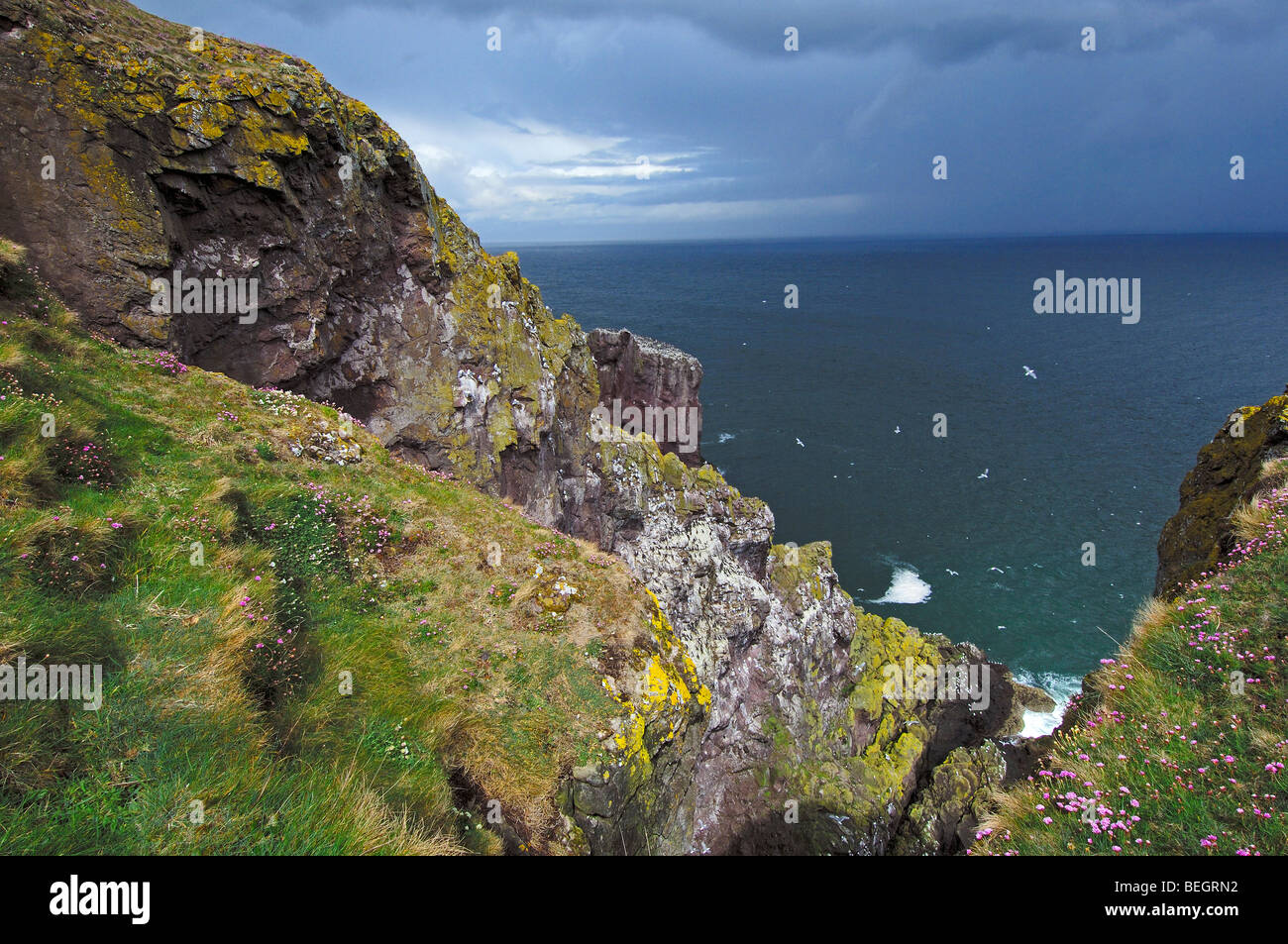 St´Abb´s Head Cliffs . birds sanctuary. Scottish Borders. Scotland. U.k ...