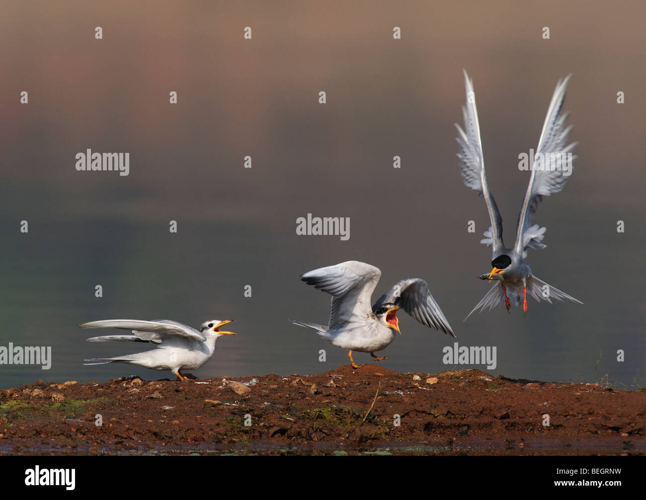 River Tern Feeding fish to young ones Stock Photo - Alamy