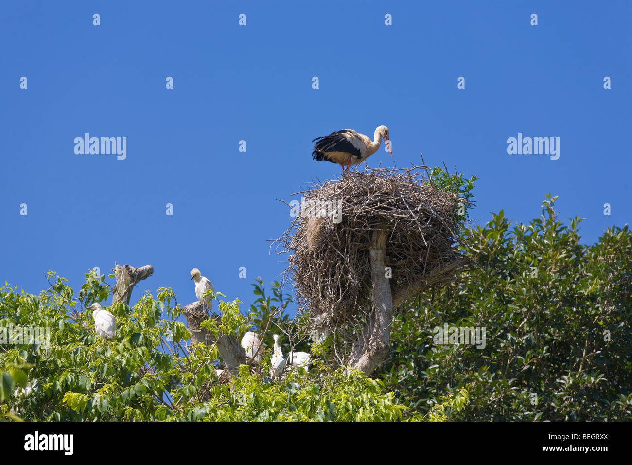 European white stork on nest with Cattle egrets Rabat Morocco Stock ...