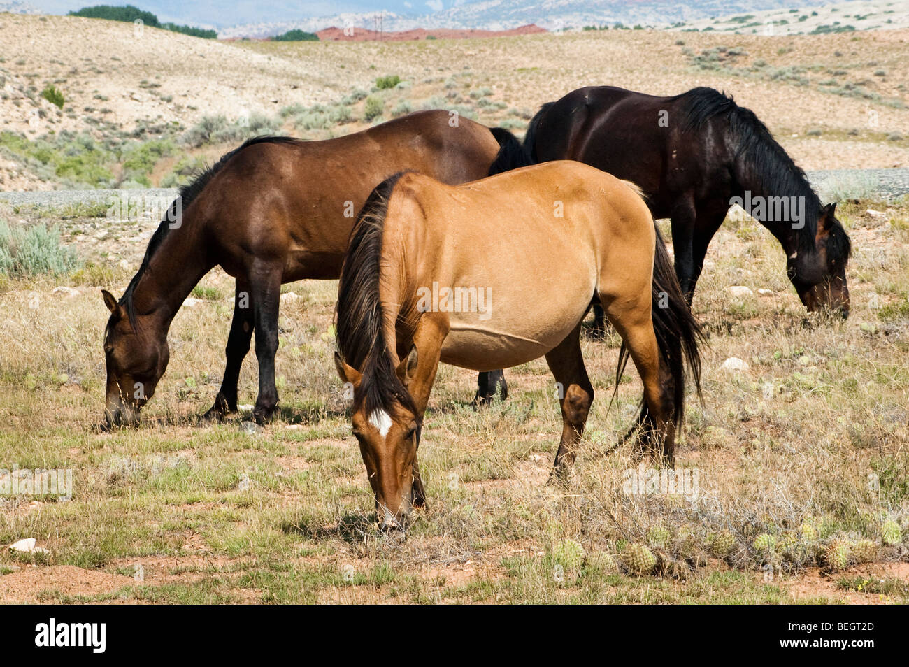 free roaming mustangs in the Pryor Mountain wild horse range in Wyoming ...