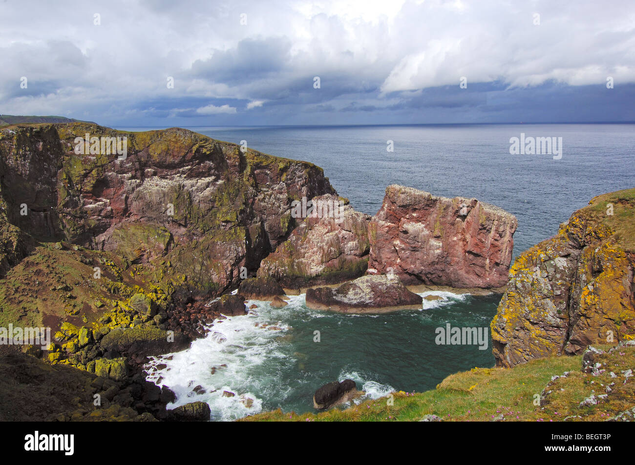 St´Abb´s Head Cliffs . birds sanctuary. Scottish Borders. Scotland. U.k ...