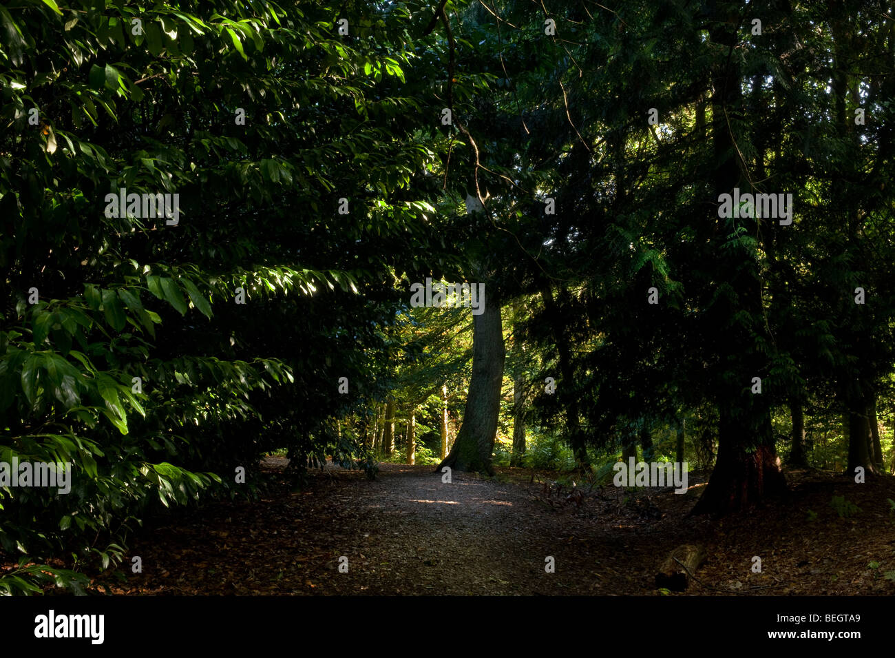 Rural path shaded by trees hi-res stock photography and images - Alamy