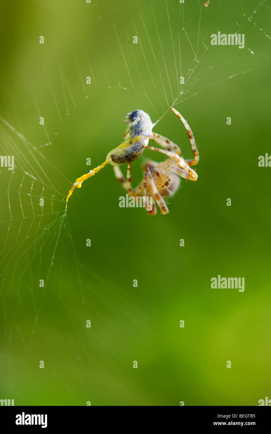 Spider and fly in web. Macro shot Stock Photo - Alamy