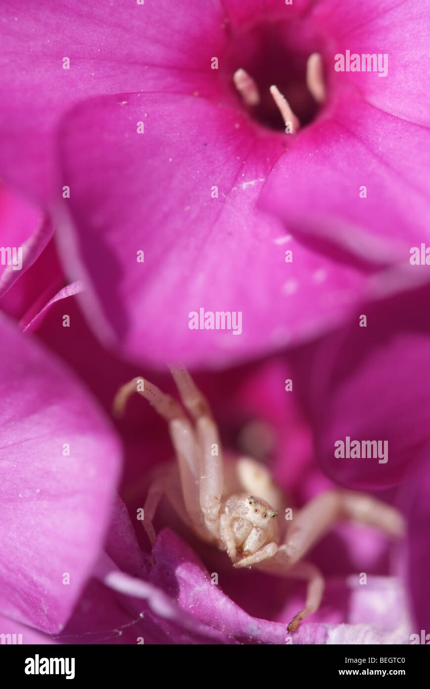Red crab spider hi-res stock photography and images - Alamy