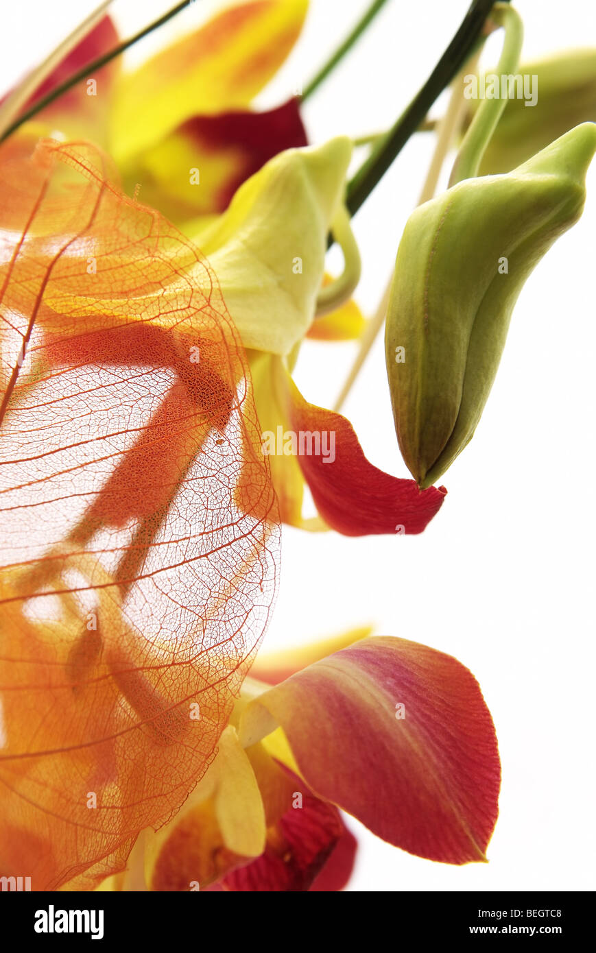 Spring background pink color Cut Out Stock Images & Pictures - Alamy