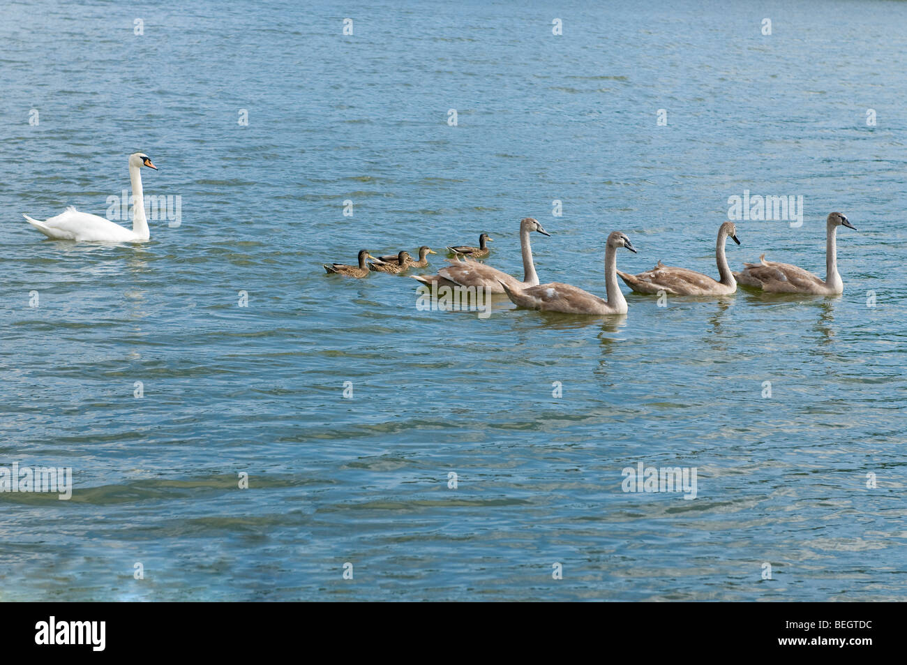 A blended family of ducks and swans together in Coes Pond, Worcester ...