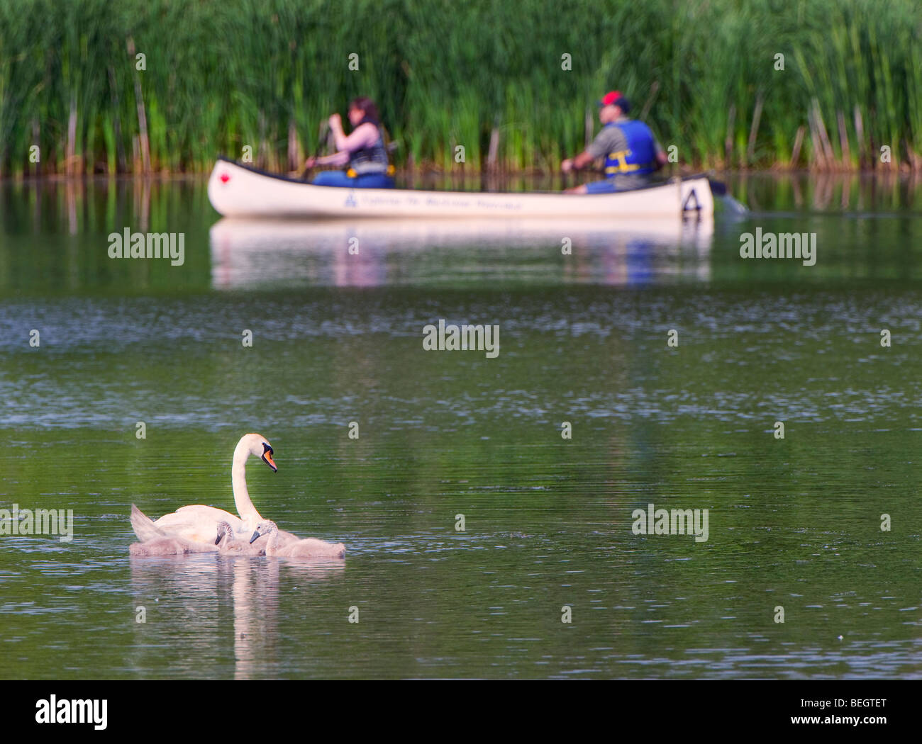 A family of swans in Institute Park, Worcester, Massachusetts Stock ...