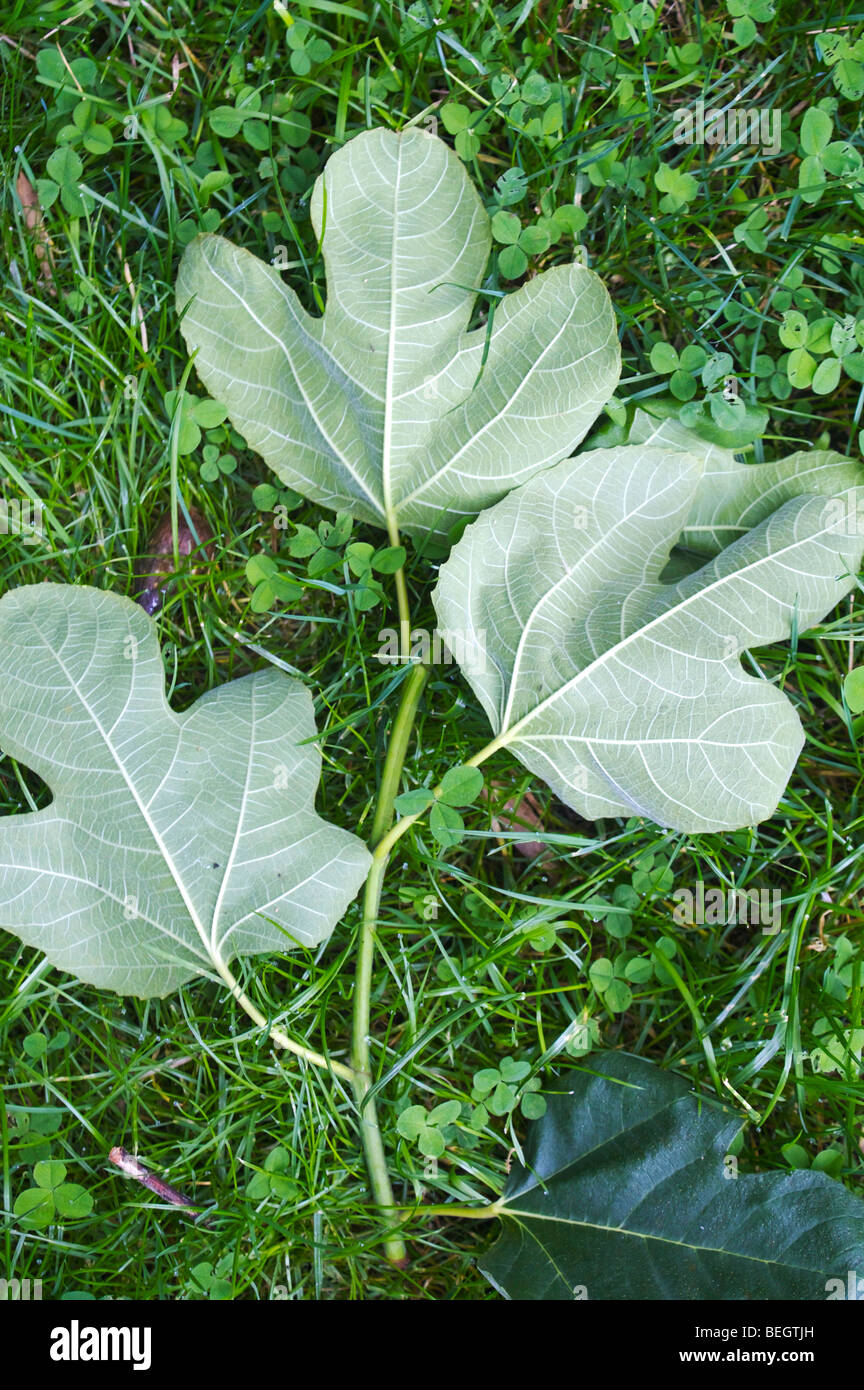 Fig leaves hi-res stock photography and images - Alamy