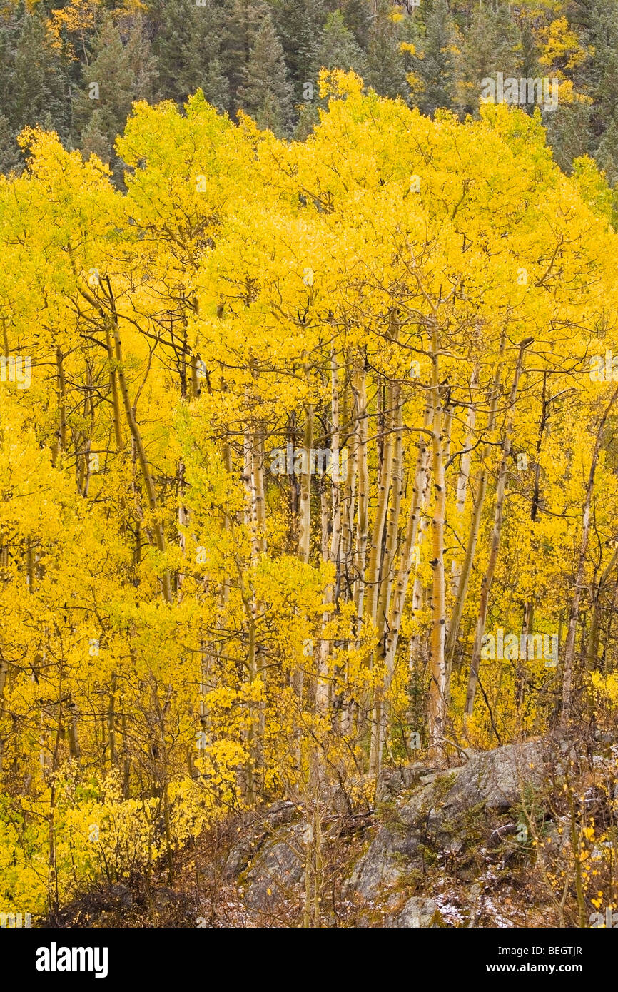 Aspen trees mountain hi-res stock photography and images - Alamy