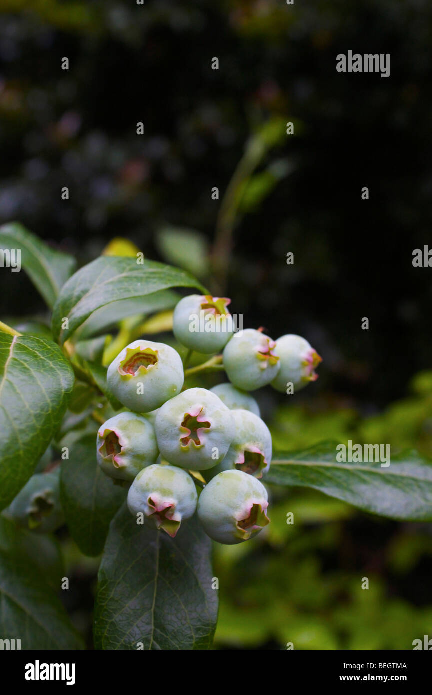 Blueberries unripe hi-res stock photography and images - Alamy