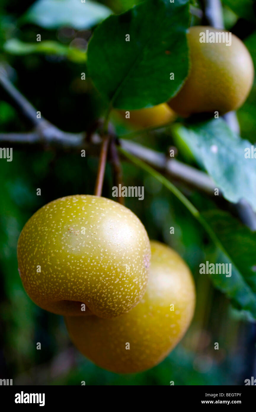 Asian pear / Chinese pear Stock Photo - Alamy