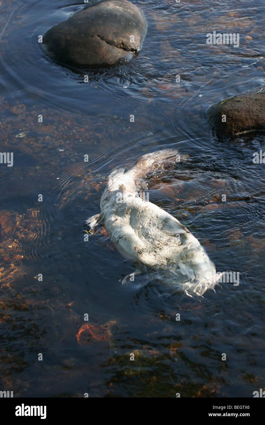 Large dead catfish in river Stock Photo - Alamy