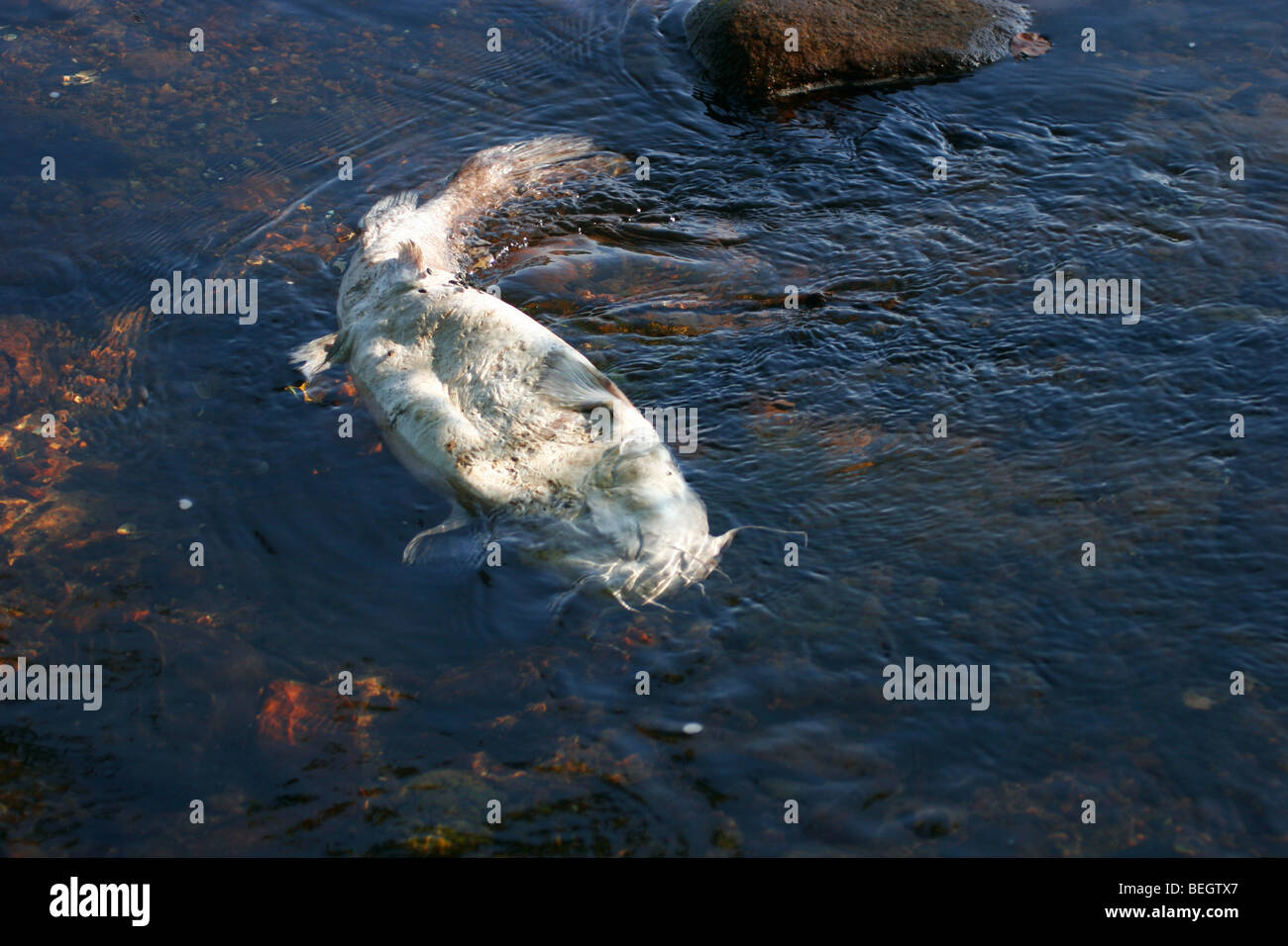Large dead catfish in river Stock Photo - Alamy