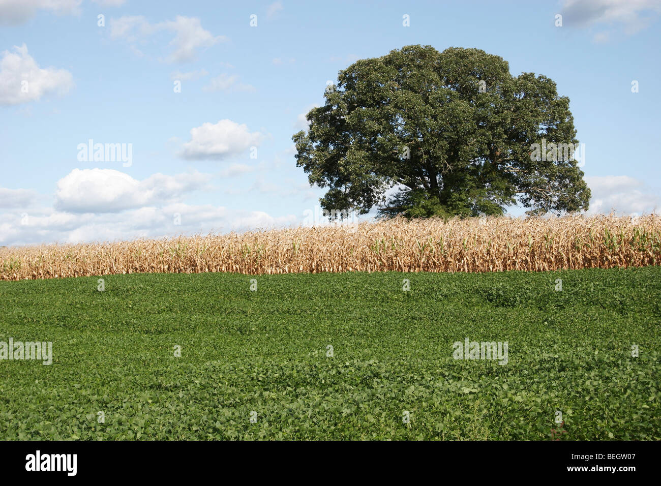 Virginia oak tree hi-res stock photography and images - Alamy