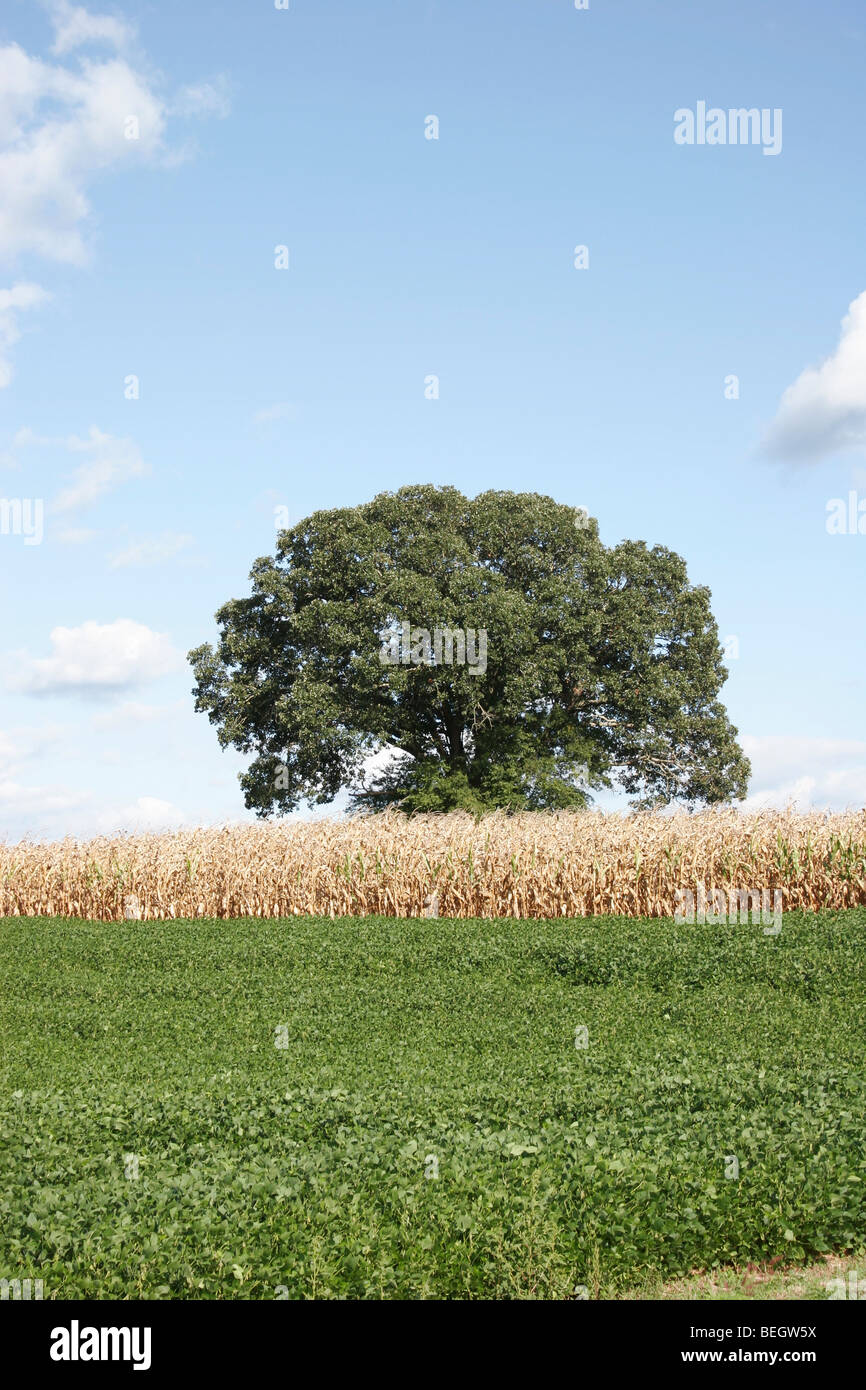 Peaceful country scene of cornfield with large oak tree Stock Photo - Alamy